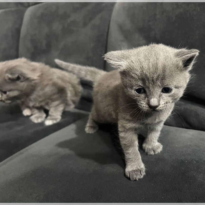 Шотландский вислоухий короткошёрстный котёнок
