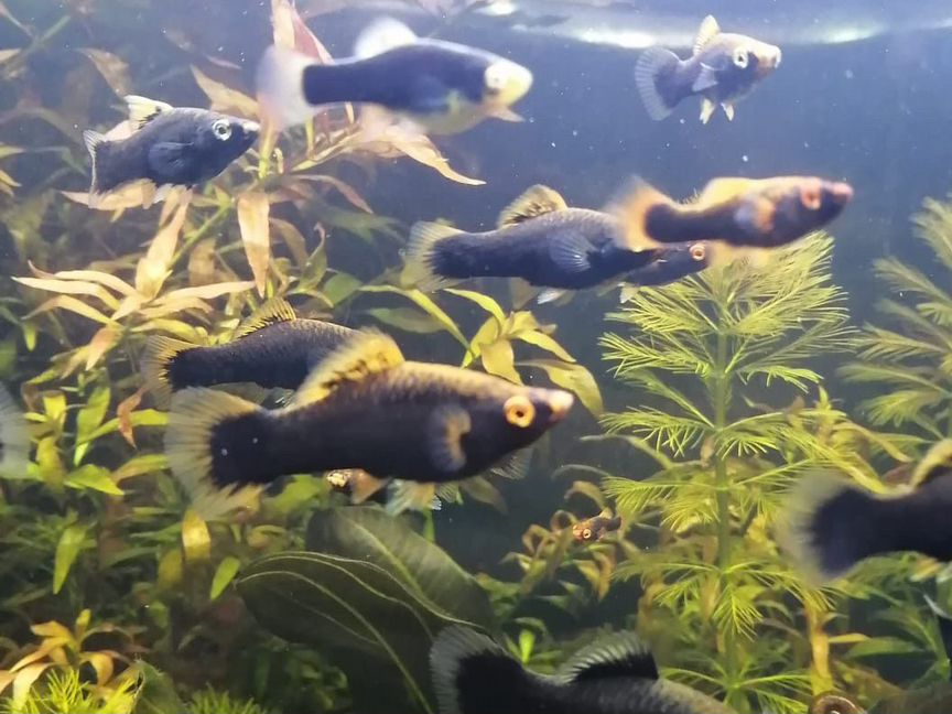 Меченосец, пецилия, хелена