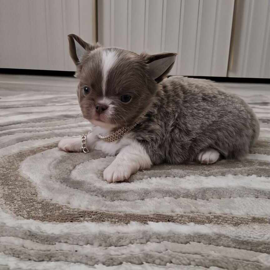 Чихуахуа, щенок