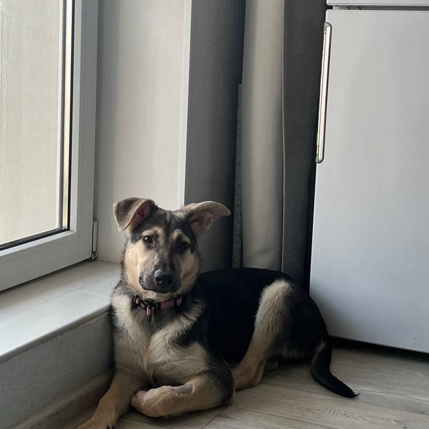 Щенок в добрые руки