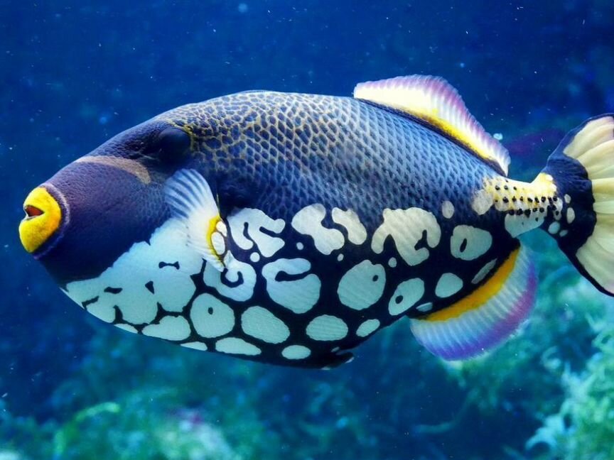 Рыбка Спинорог Крупнопятнистый