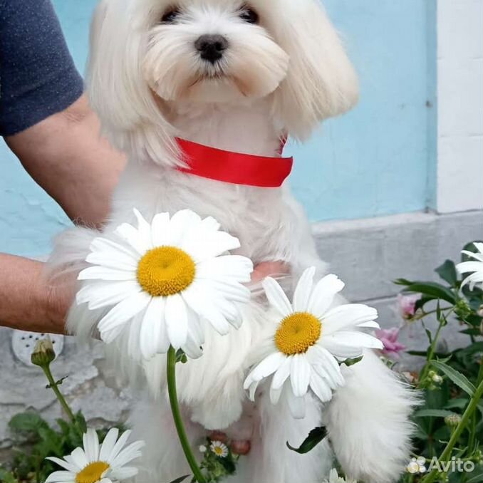 Подрощенный мальчик мальтезе