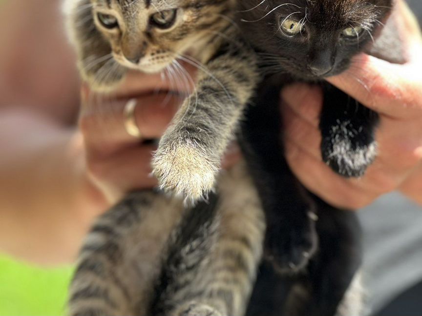 Шотландские вислоухие котята