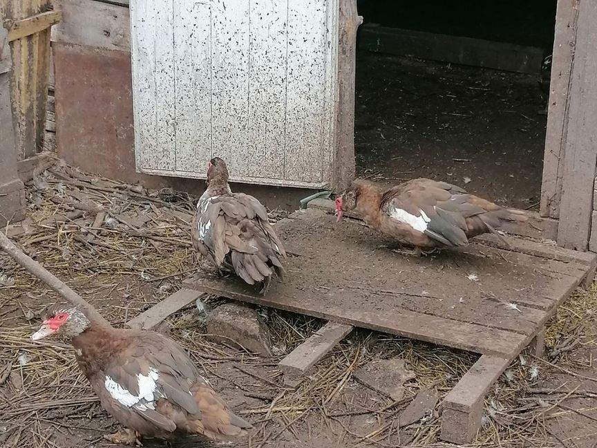 Индоутки и селезени тяжёлой линии