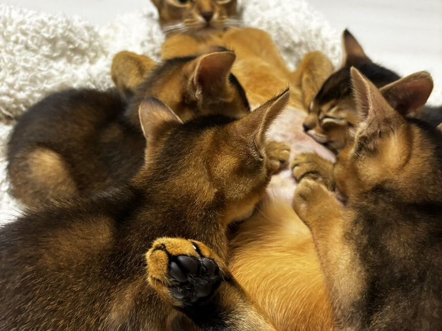 Абиссинские котята окрас дикий