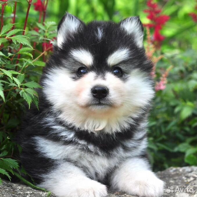 Очаровательный мальчик помски f3