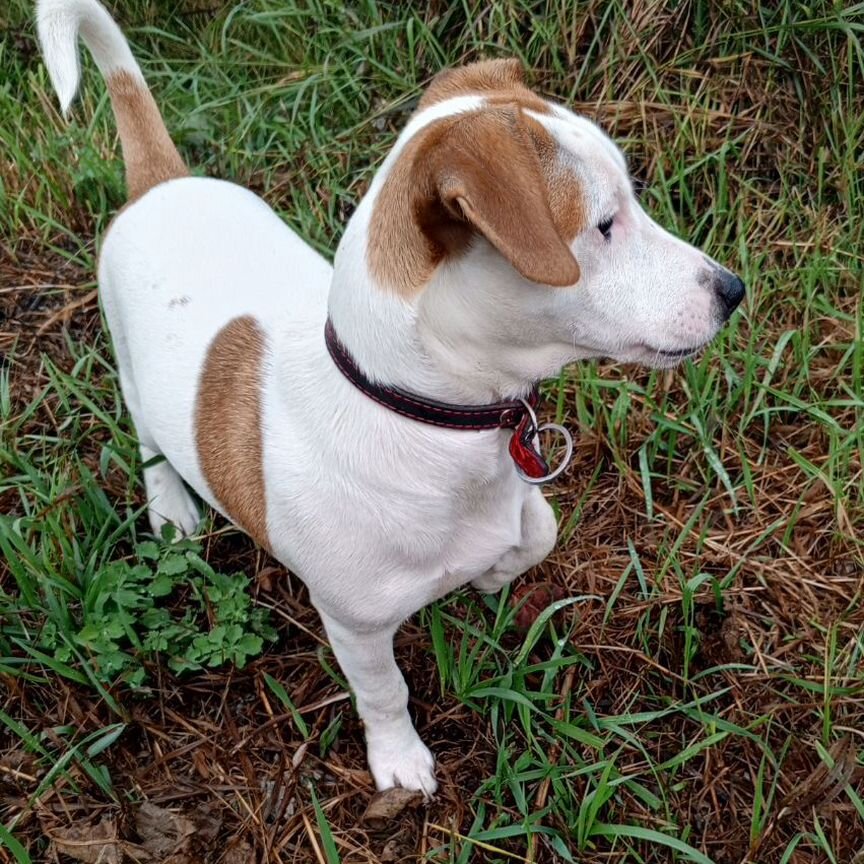 Джек Рассел вязка