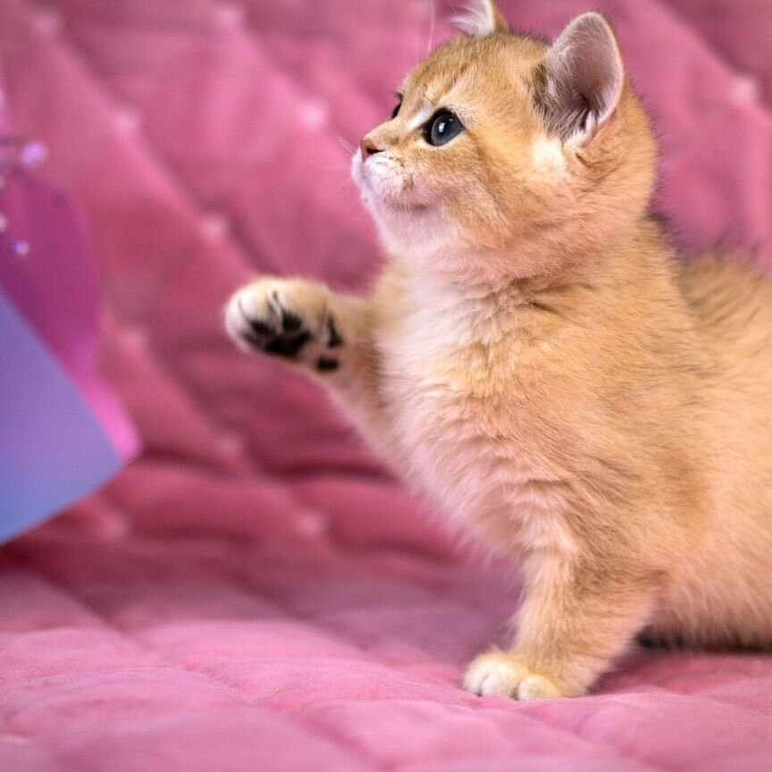 Улыбашка котенок золотая шиншилла короткошерстная