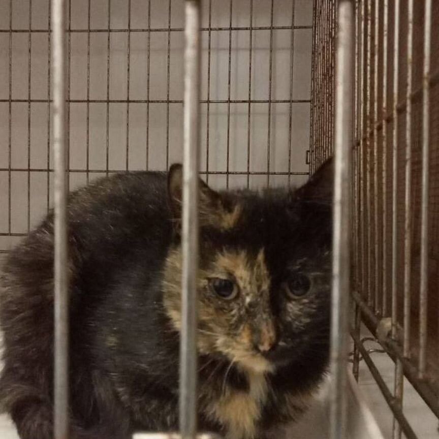 Кошечка 3 дня до улицы