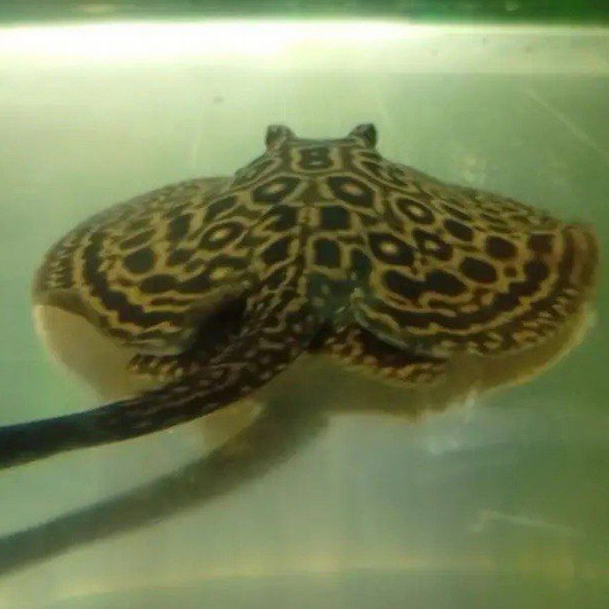 Аквариумные скаты