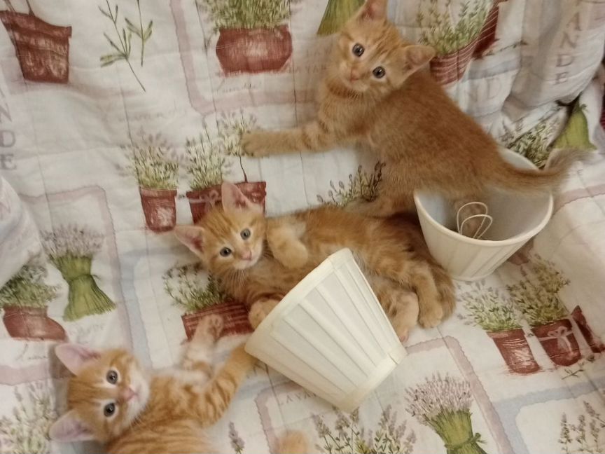 Рыжие котята на новый год