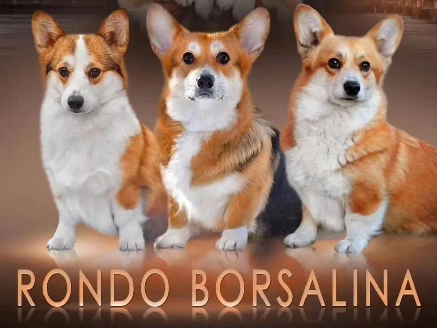 Вельш-корги пемброк щенки