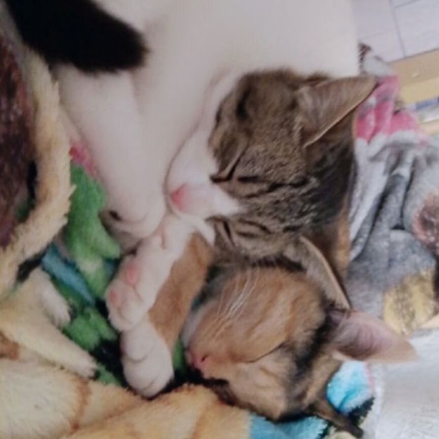 Ориентальный котёнок