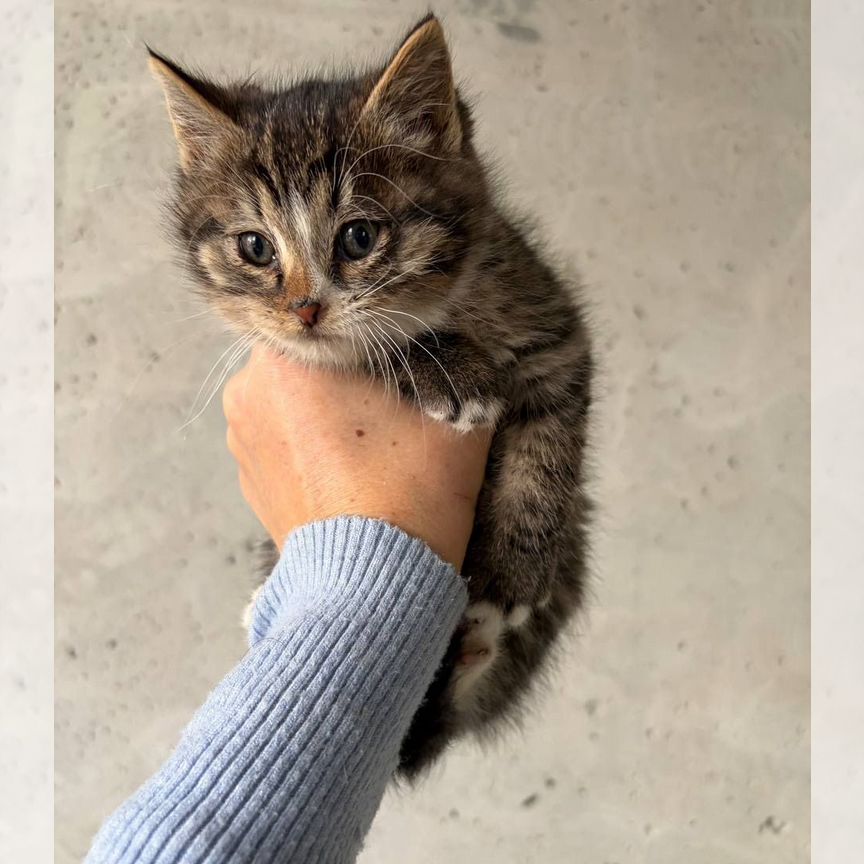 Котёнок в добрые руки