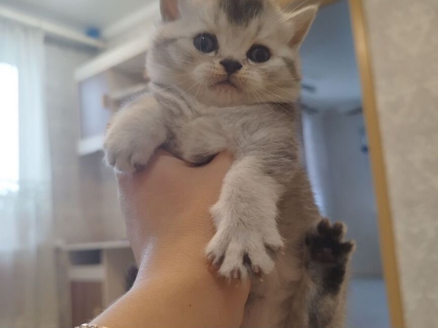Котята золото и серебро