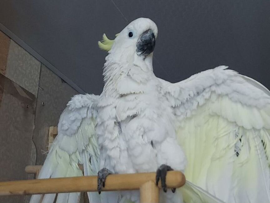 Какаду ищем самку