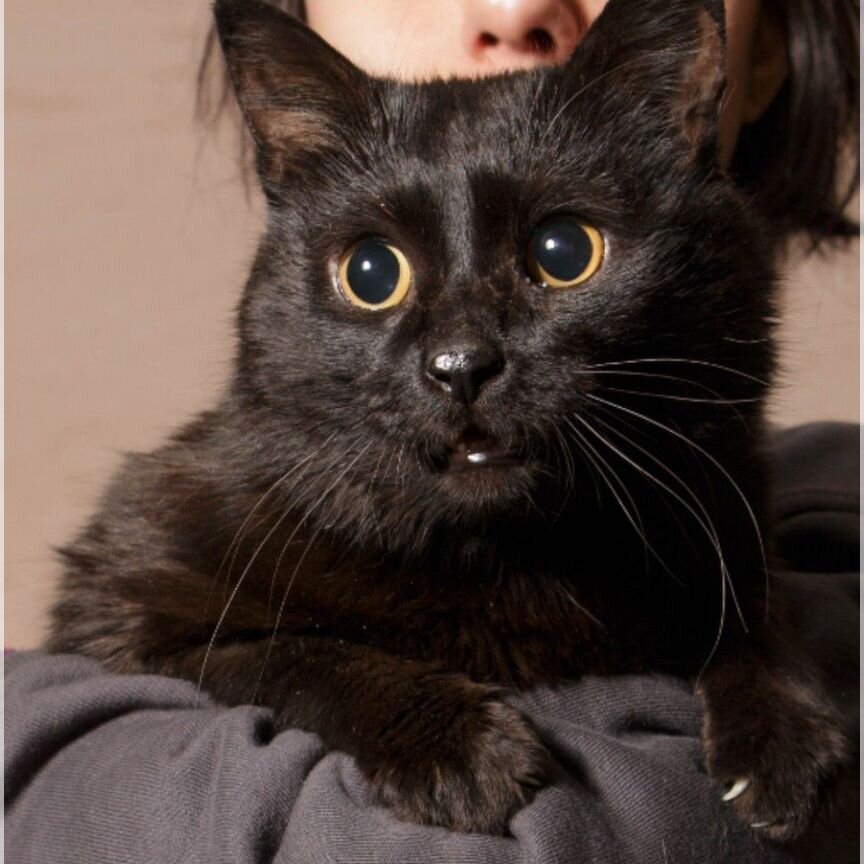 Очень одинокий кот Бася