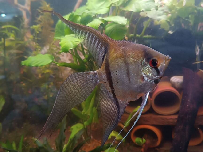 Скалярии вуалевая