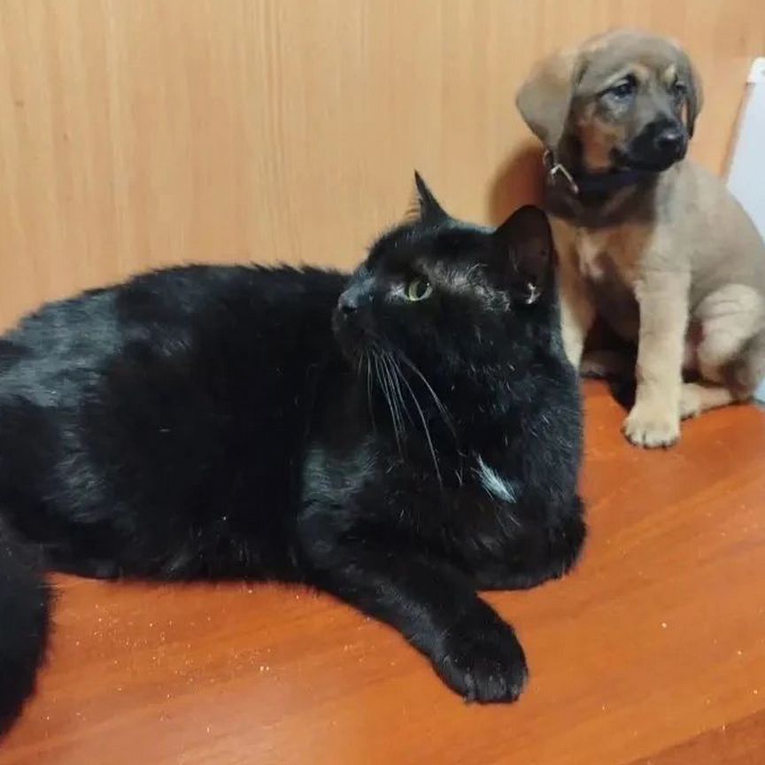 Щенок в добрые руки