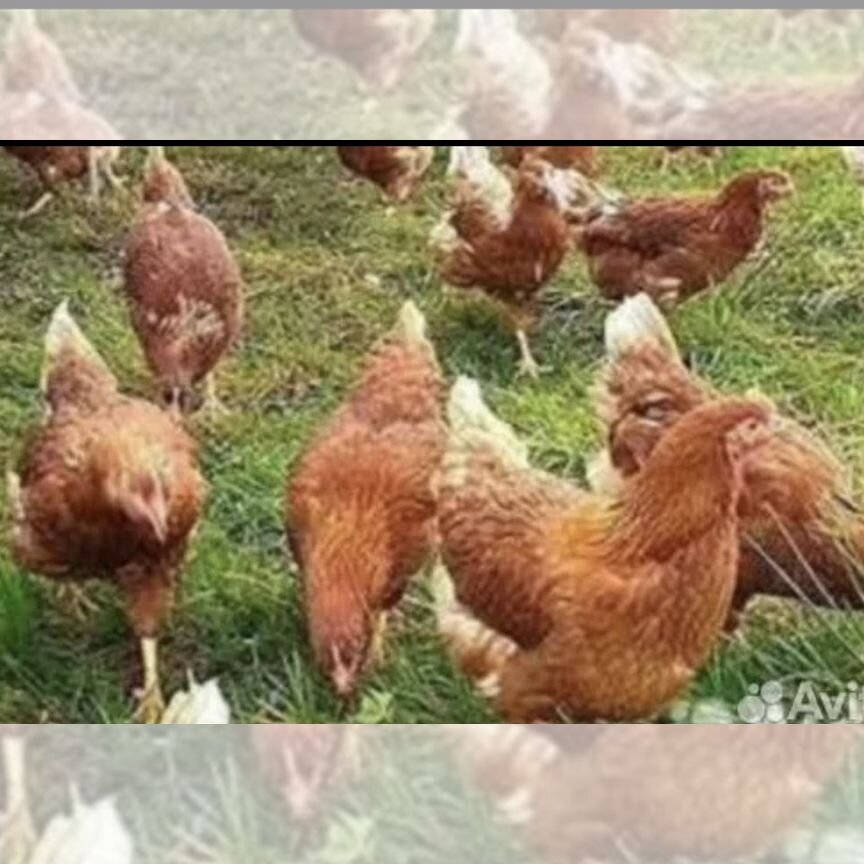 Куры несушки