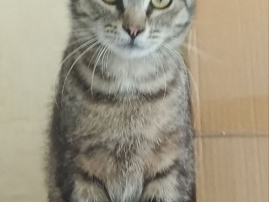Кошка
