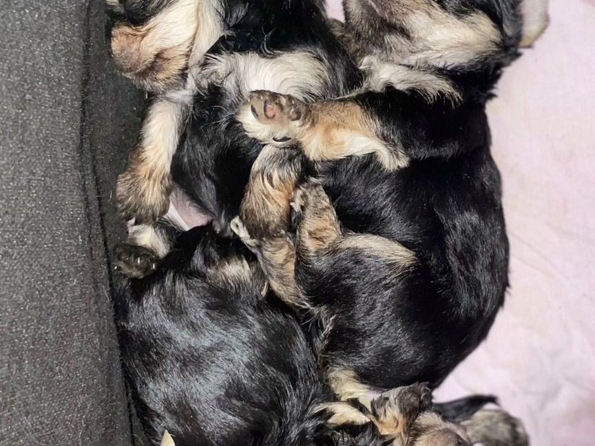 Йорк мальчик мини бэби фейс