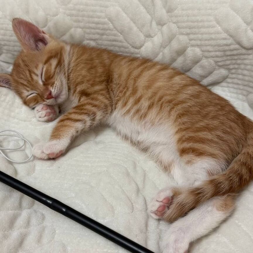 Котёнок в добрые руки