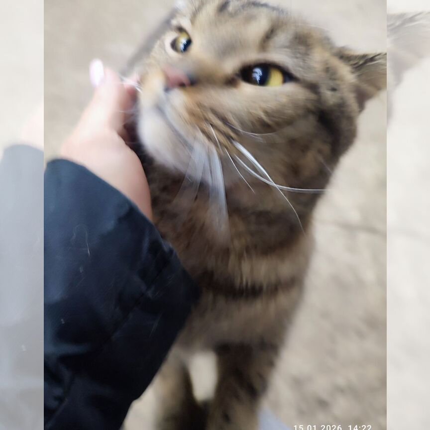 Европейский короткошёрстный, взрослый кот