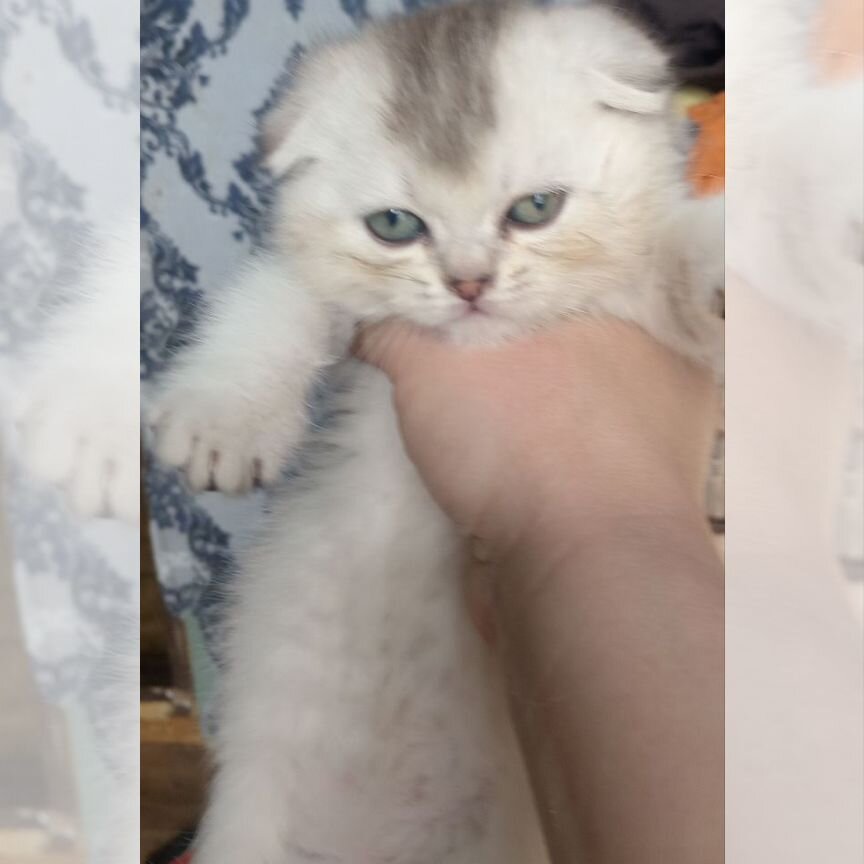 Шотландский вислоухий короткошёрстный котёнок
