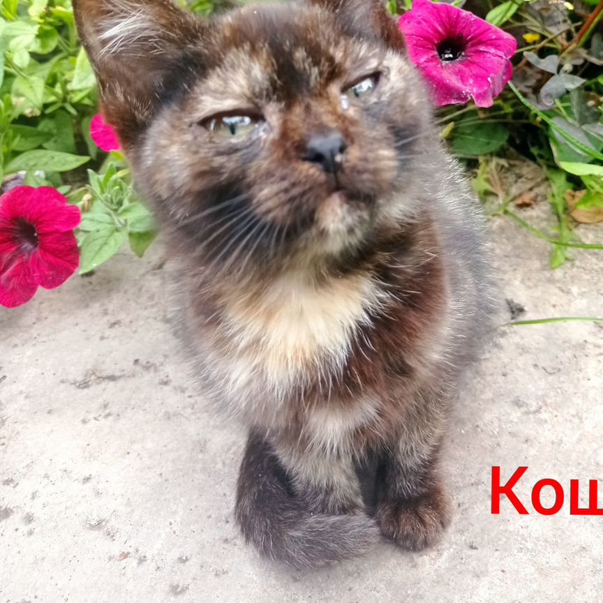 Отдам котят в добрые руки