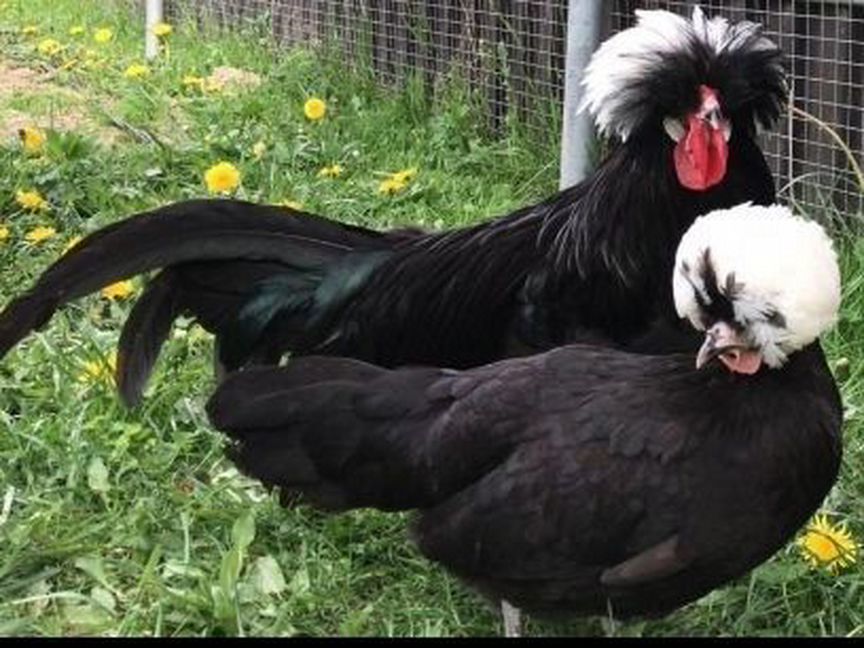 Цыплята голландская белохохлая