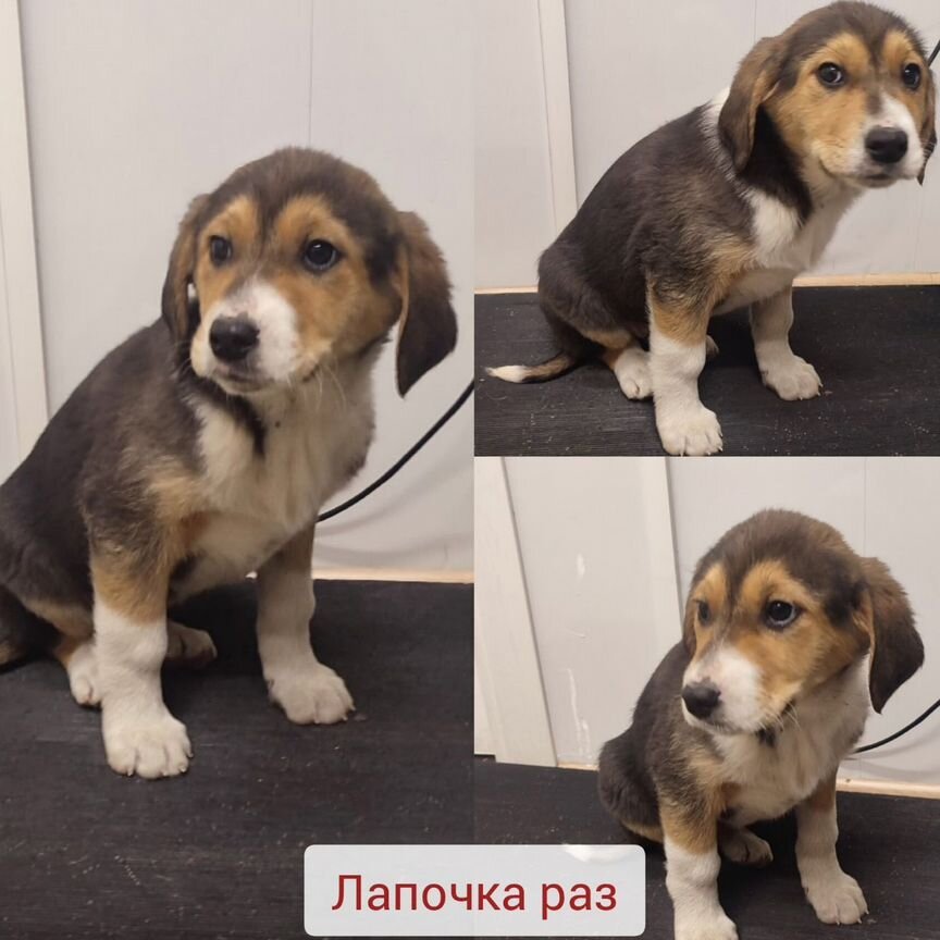 Щенок в добрые руки