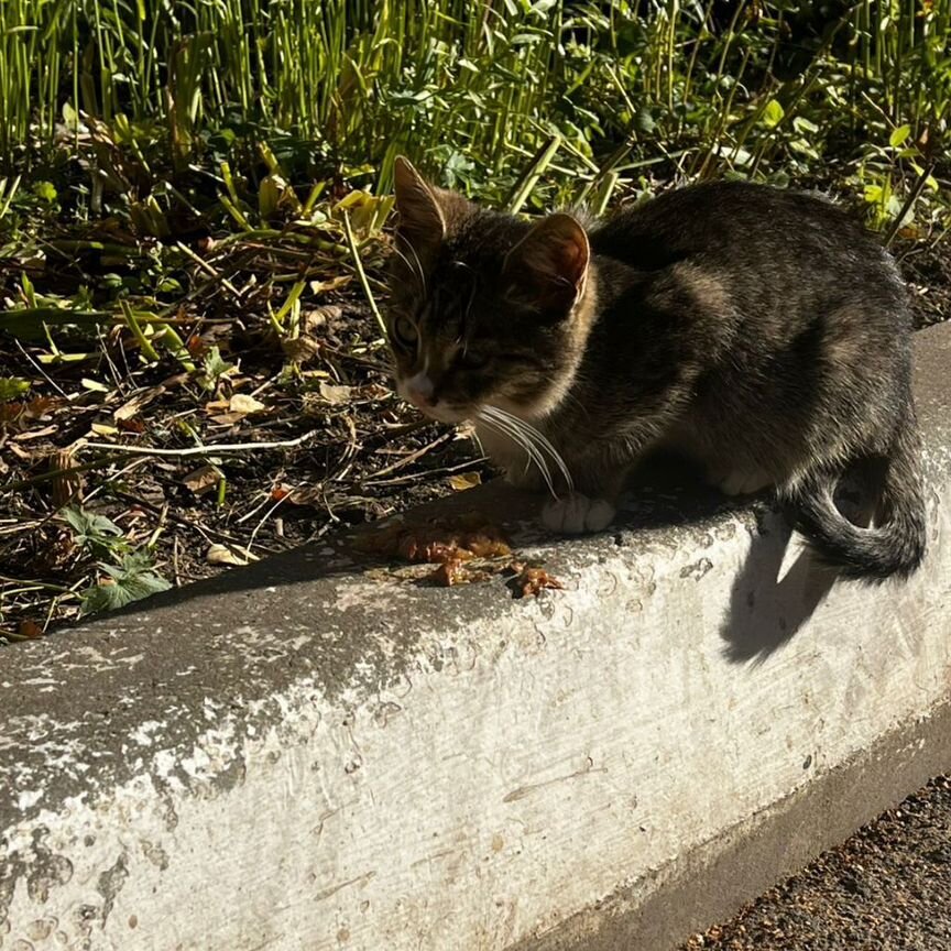 Котенок