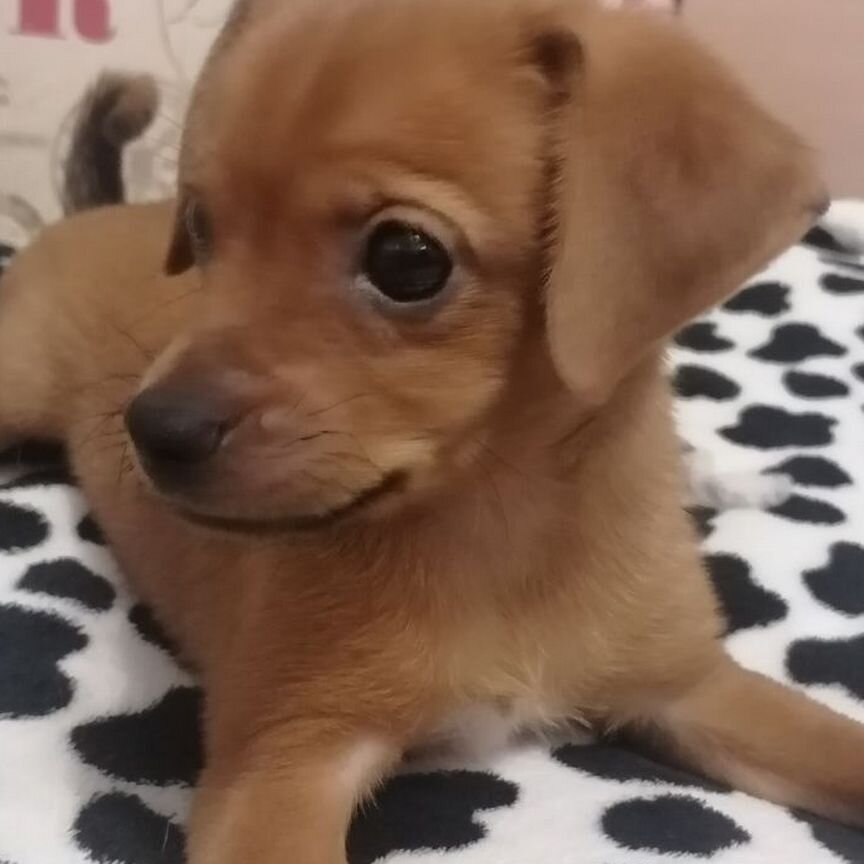 Русский той-терьер, щенок