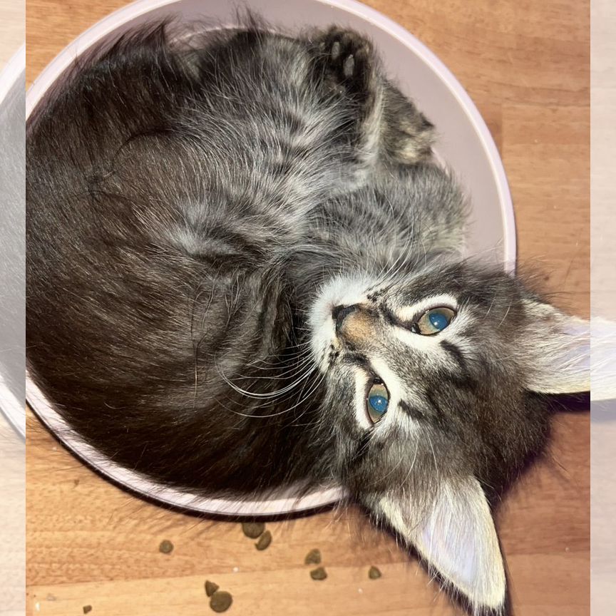 Котята в добрые руки бесплатно мальчик