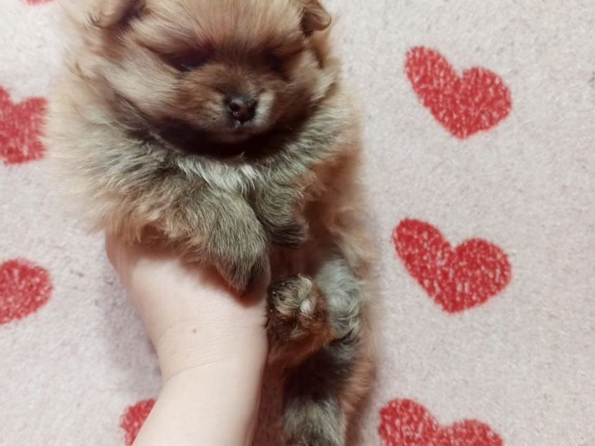 Щенки немецкого шпица