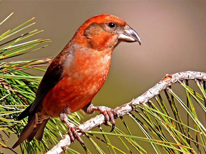 Певчие птицы