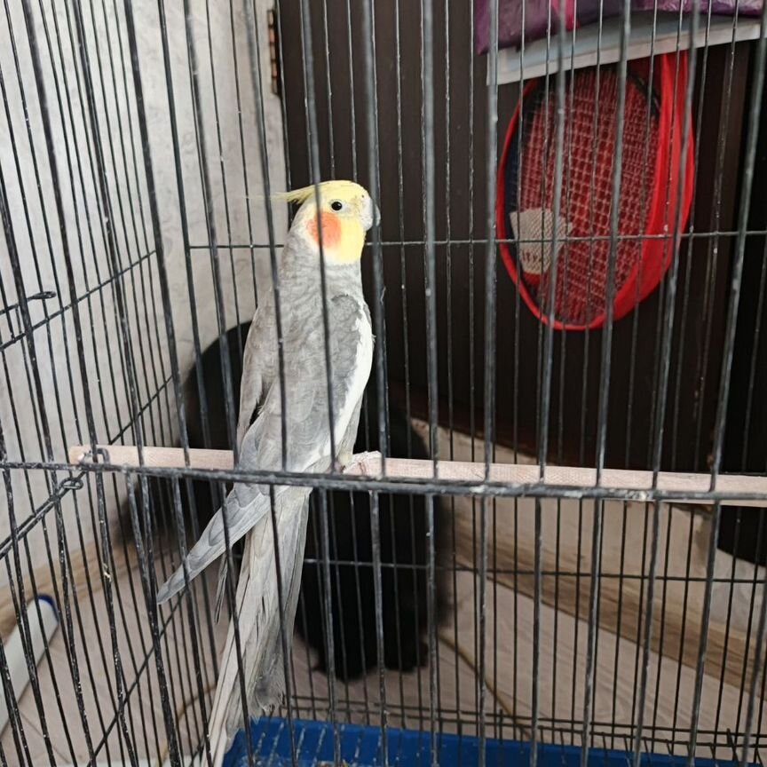 Попугай корелла