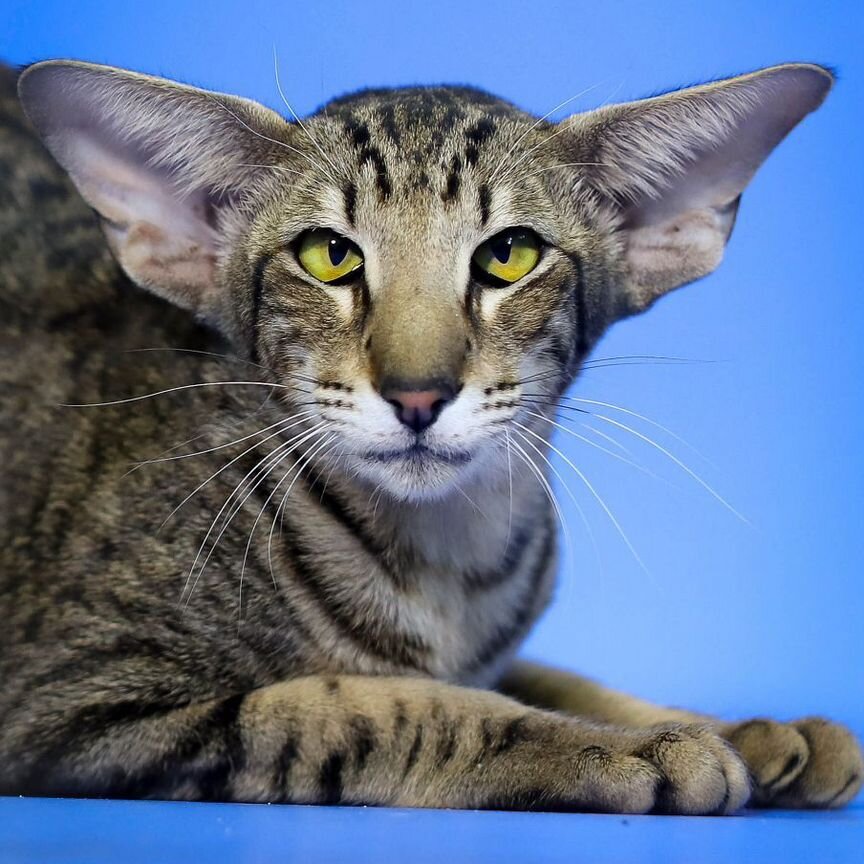 Ориентальная, взрослая кошка