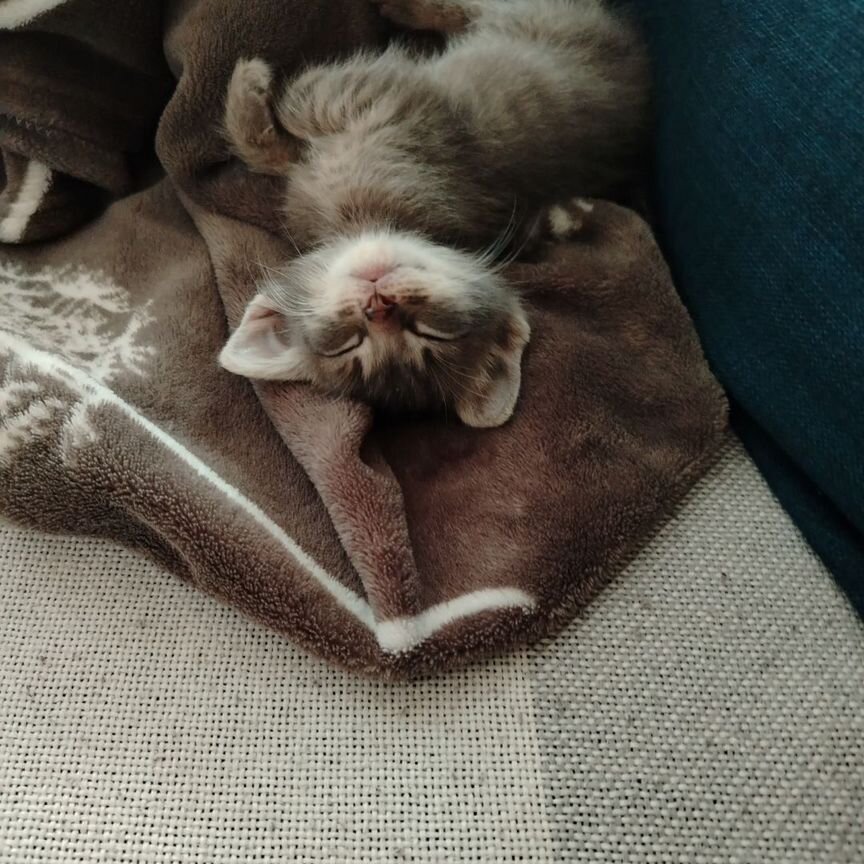 Котенок