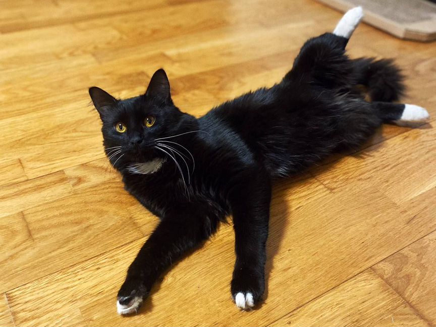 Очень красивый котик