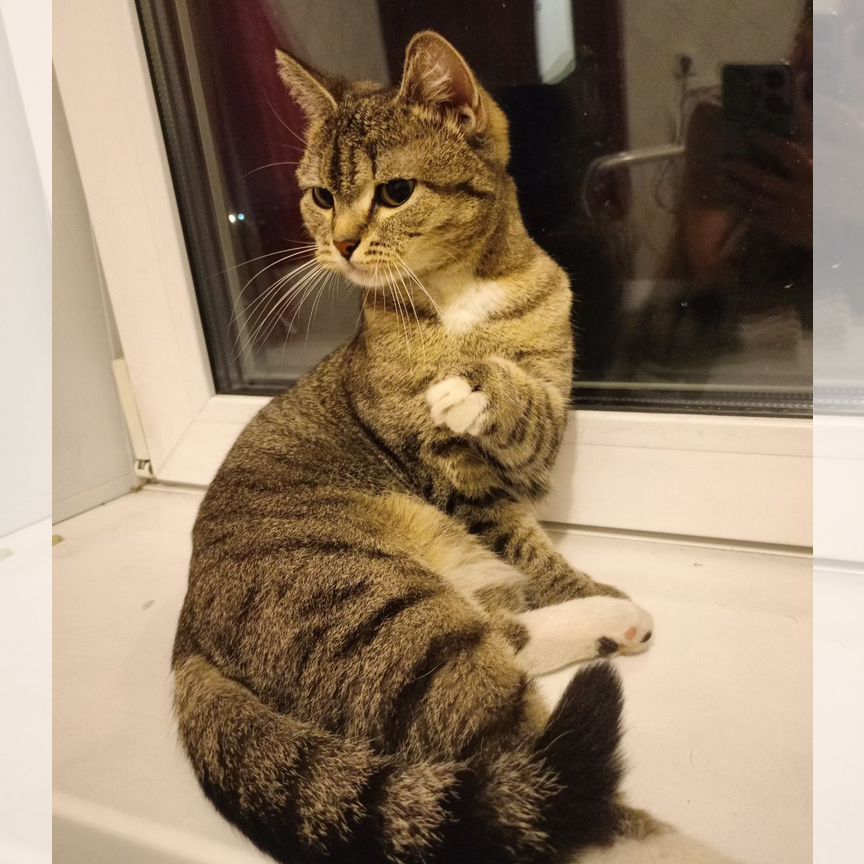 Кошечка,красивого окраса