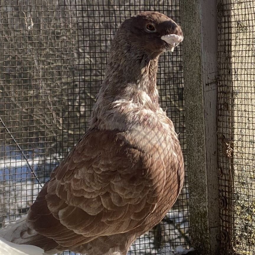 Голубь московский выставочный немец