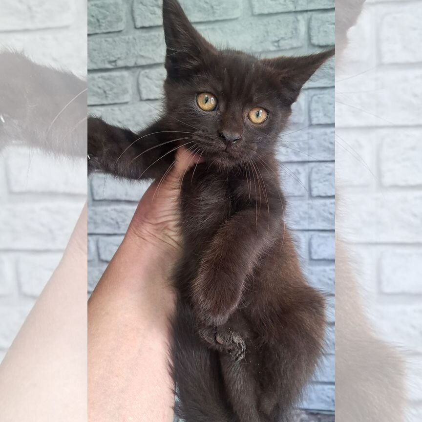 Мейн-кун котёнок