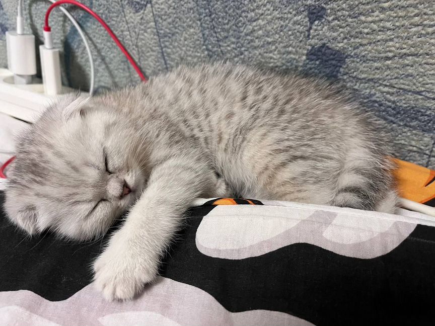 Котенок шотландская вислоухая