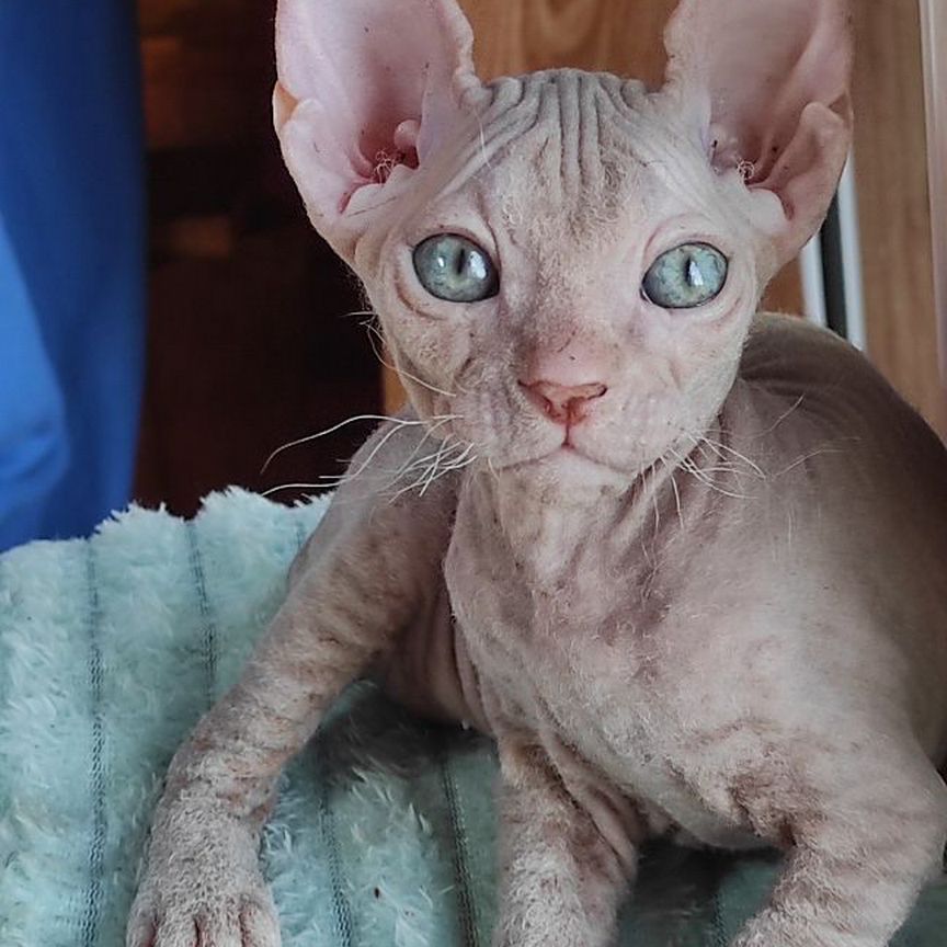 Донской сфинкс котята