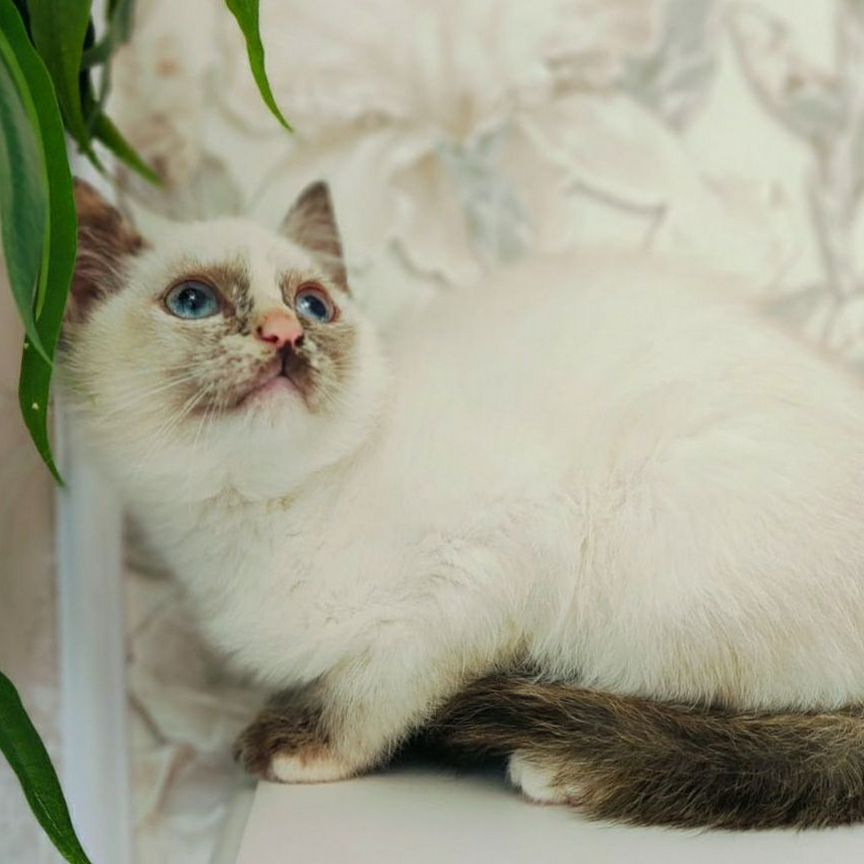 Котенок-девочка с необычным окрасом в добрые руки