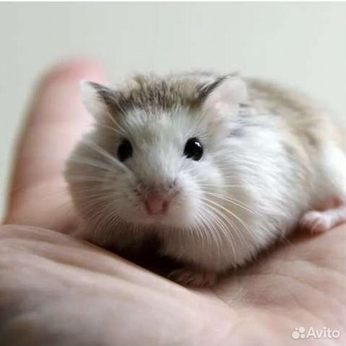 Хомячки Роборовского