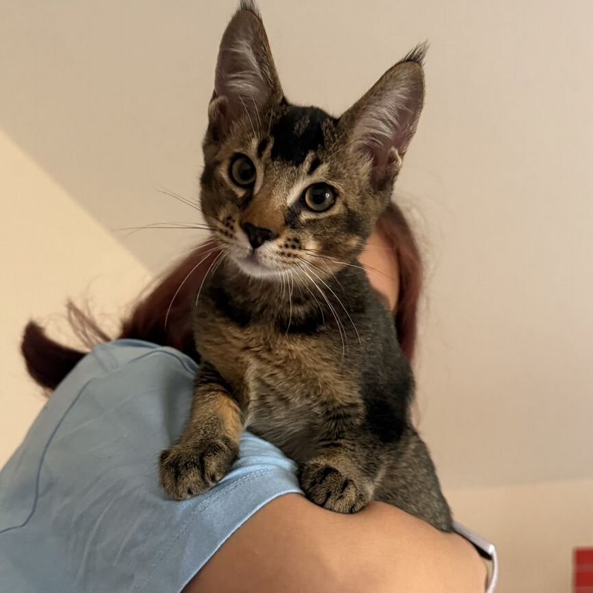 Каракет, взрослый кот