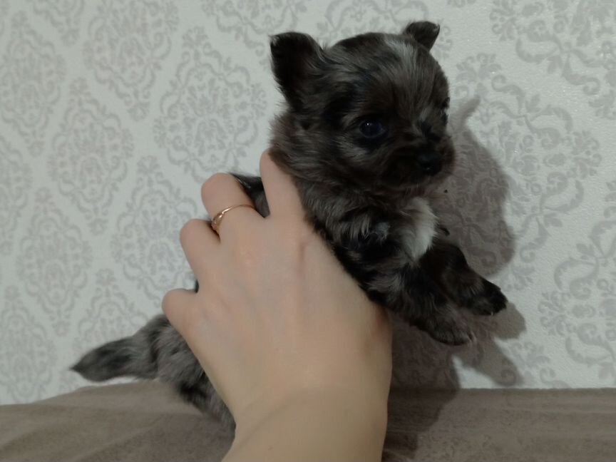 Щенки чихуахуа